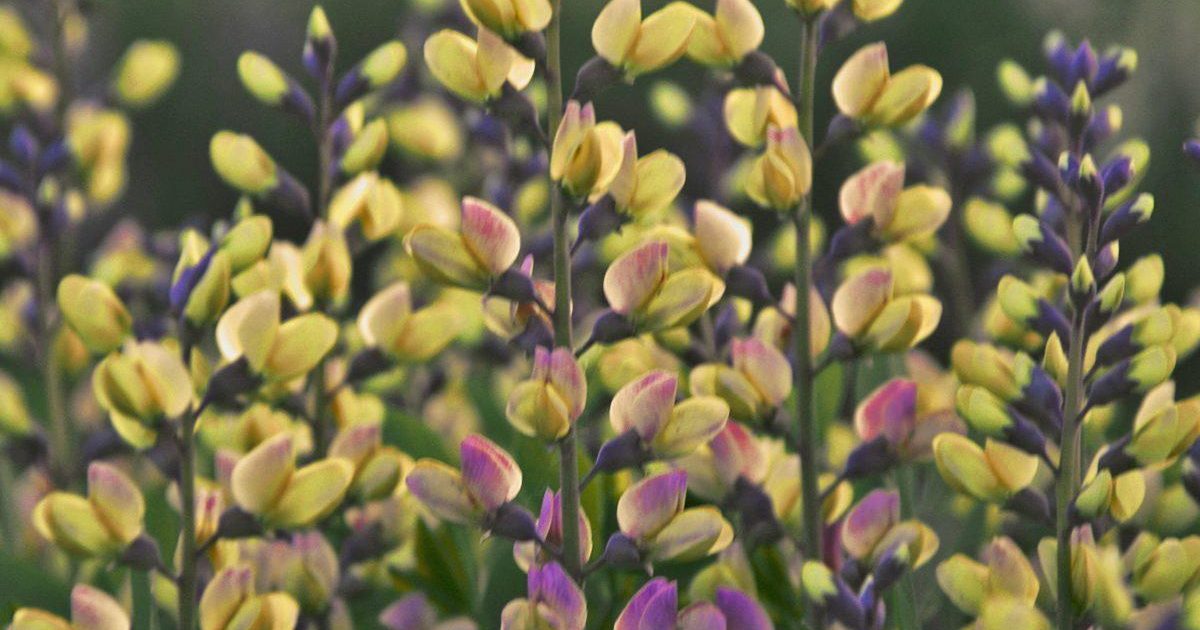 Passion Jardins | Lupin indigo série Decadence 'Pink Lemonade'